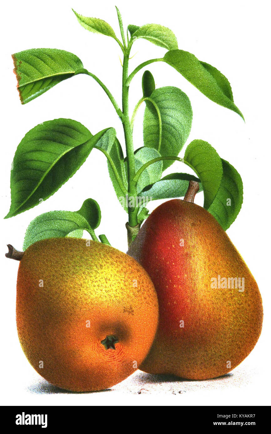 Poire Doyenné du Comice is a variety of pear known for its sweet, juicy ...