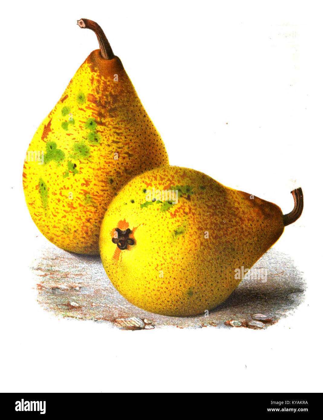 Pears rich texture hi-res stock photography and images - Alamy