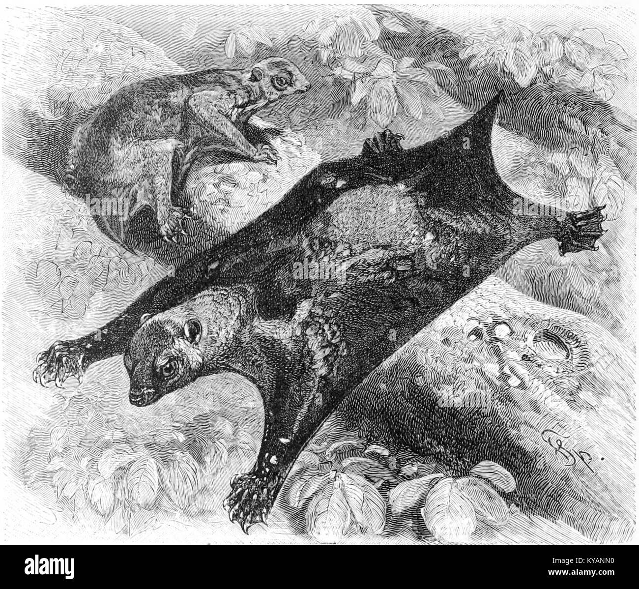 Illustrated forest Black and White Stock Photos & Images - Alamy