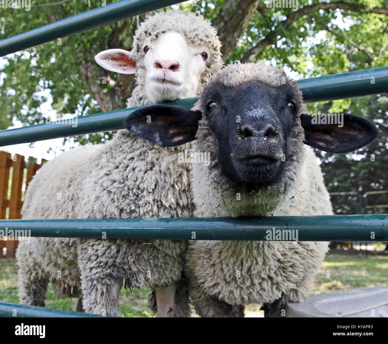 Animal pets animals pet hi-res stock photography and images - Alamy