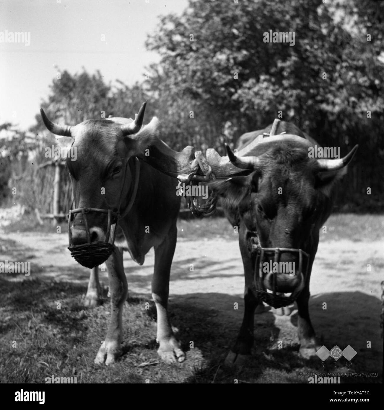 A photograph from 1955 showing cattle with traditional yokes in the ...