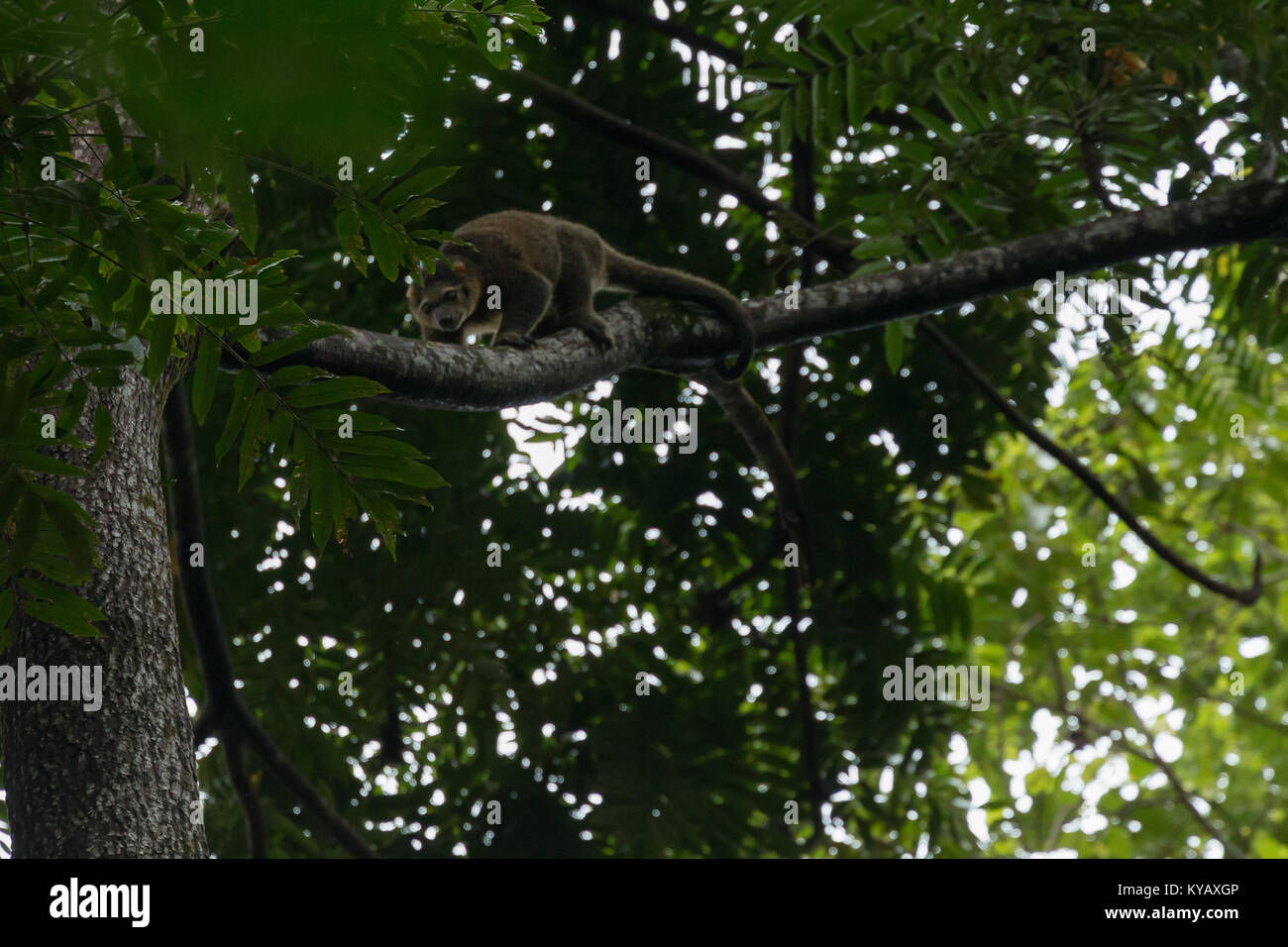 Rare Sulawesi bear cuscus or Sulawesi bear phalanger (Ailurops ursinus ...