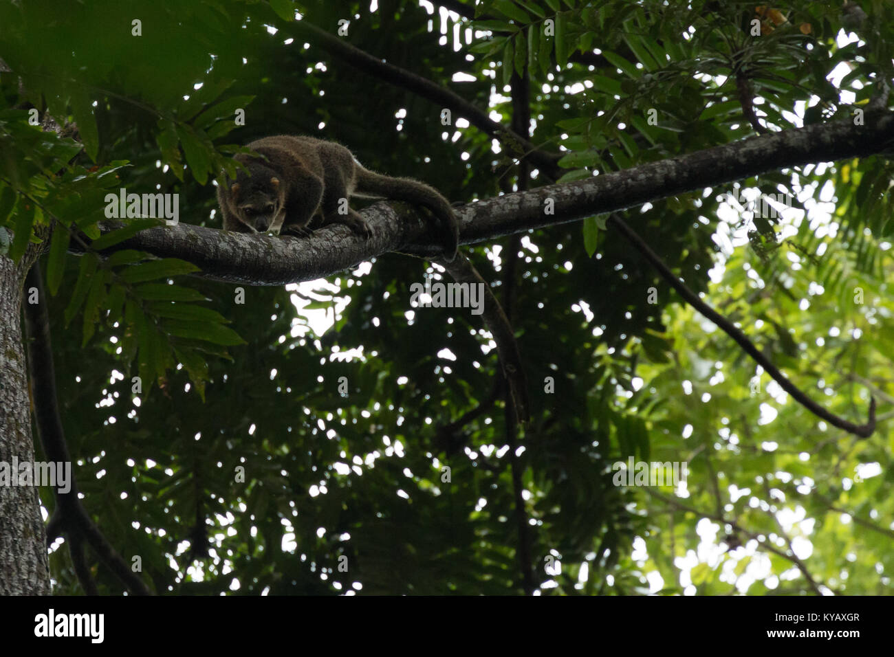 Phalanger hi-res stock photography and images - Alamy