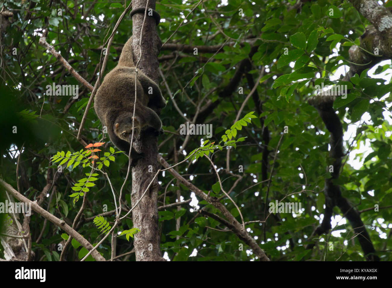 Rare Sulawesi bear cuscus or Sulawesi bear phalanger (Ailurops ursinus ...