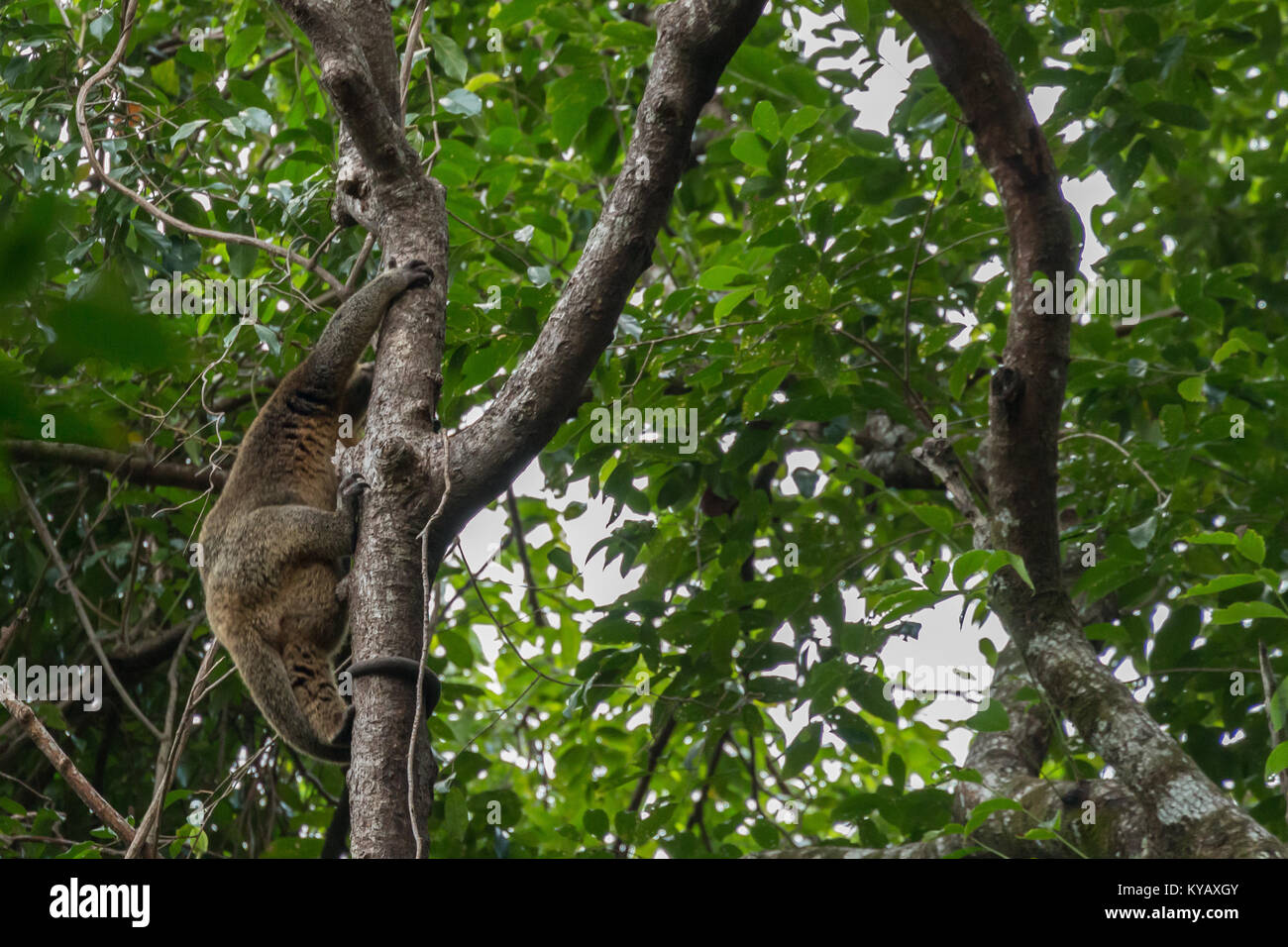 Rare Sulawesi bear cuscus or Sulawesi bear phalanger (Ailurops ursinus ...