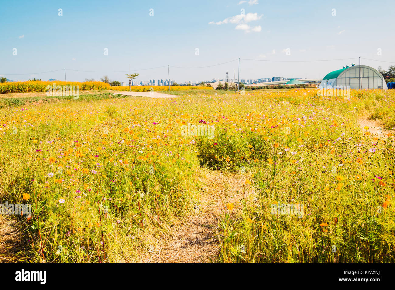 Yellow common cosmos flower field in Korean countryside village Stock ...