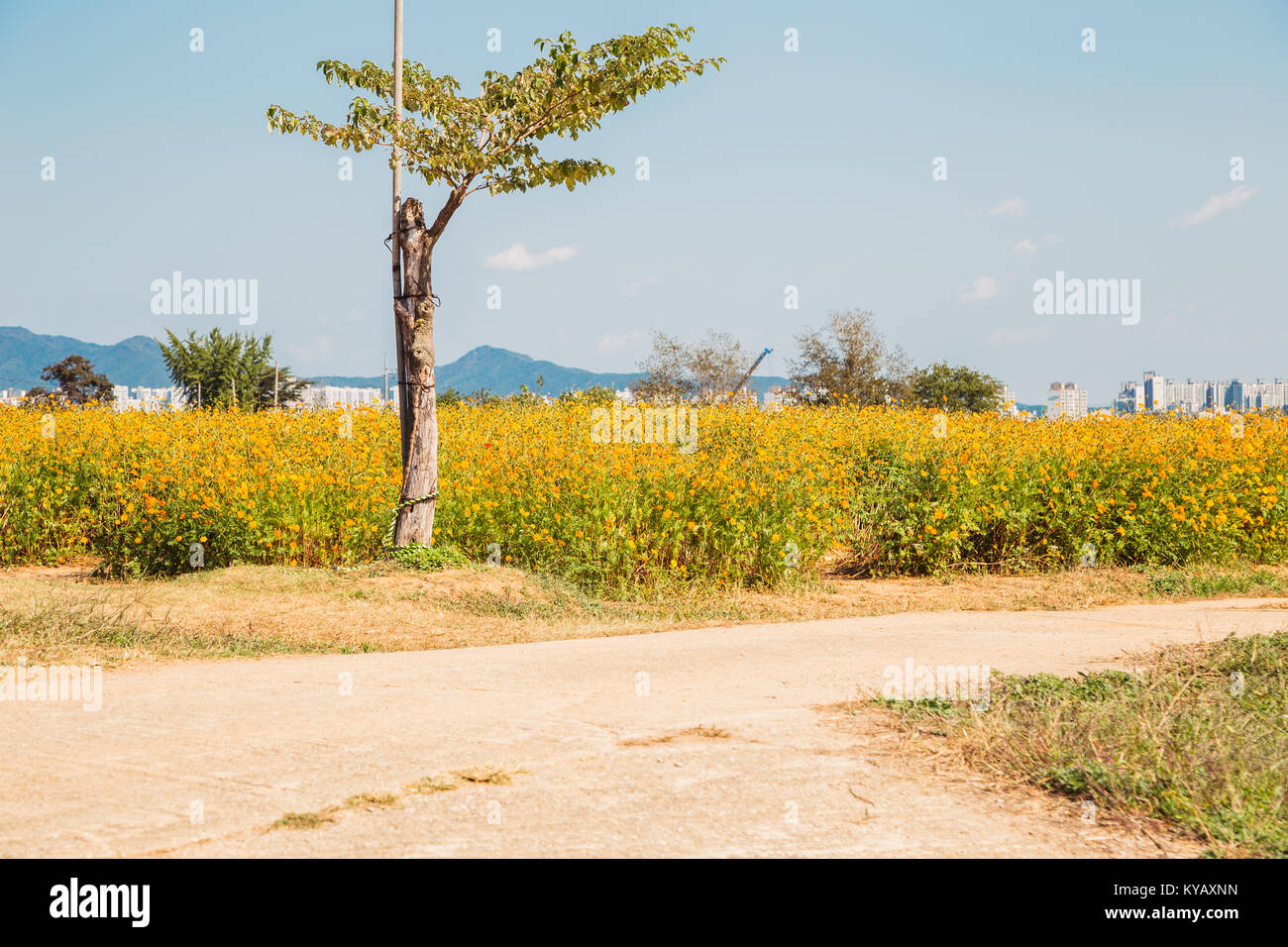 Yellow common cosmos flower field in Korean countryside village Stock ...