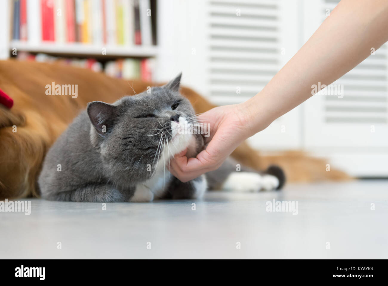 Scratch a grey cat Stock Photo - Alamy