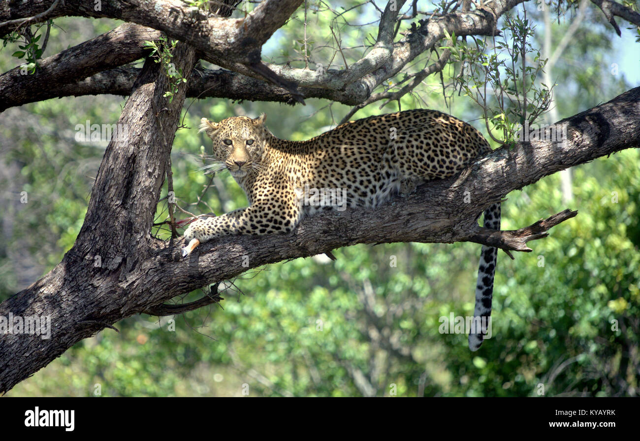 Leopard on a tree eating a kill Stock Photo - Alamy