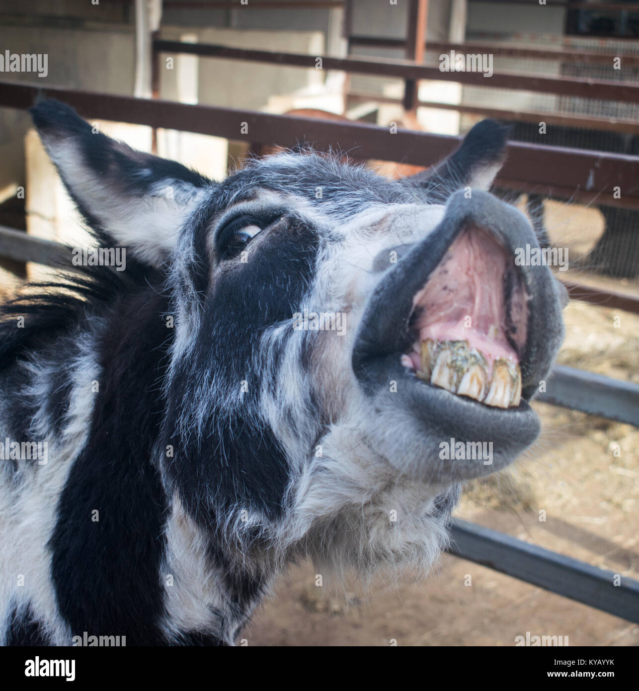 Donkey teeth hi-res stock photography and images - Alamy