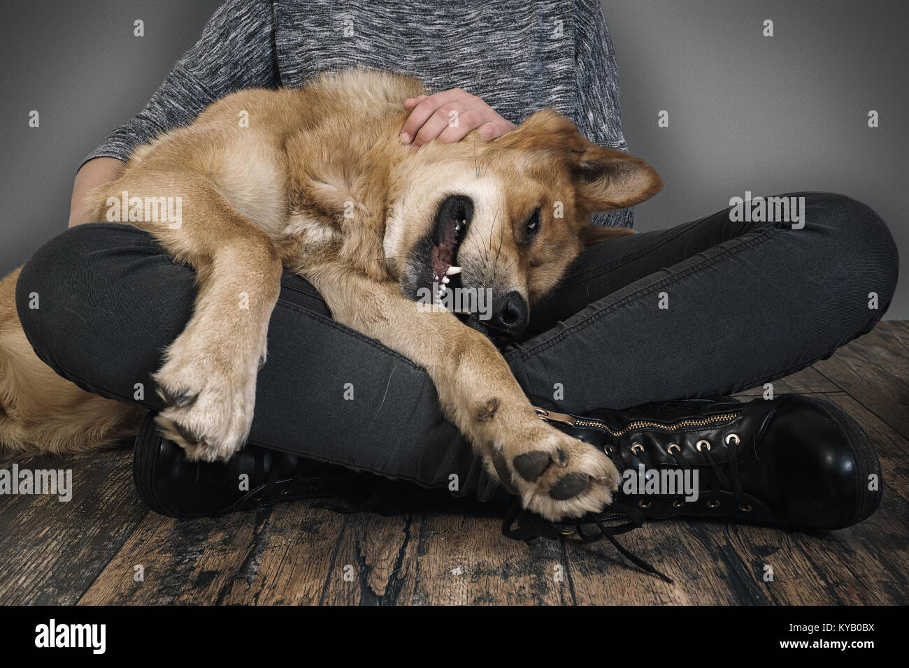 Happy large dog lying on the laps Stock Photo - Alamy