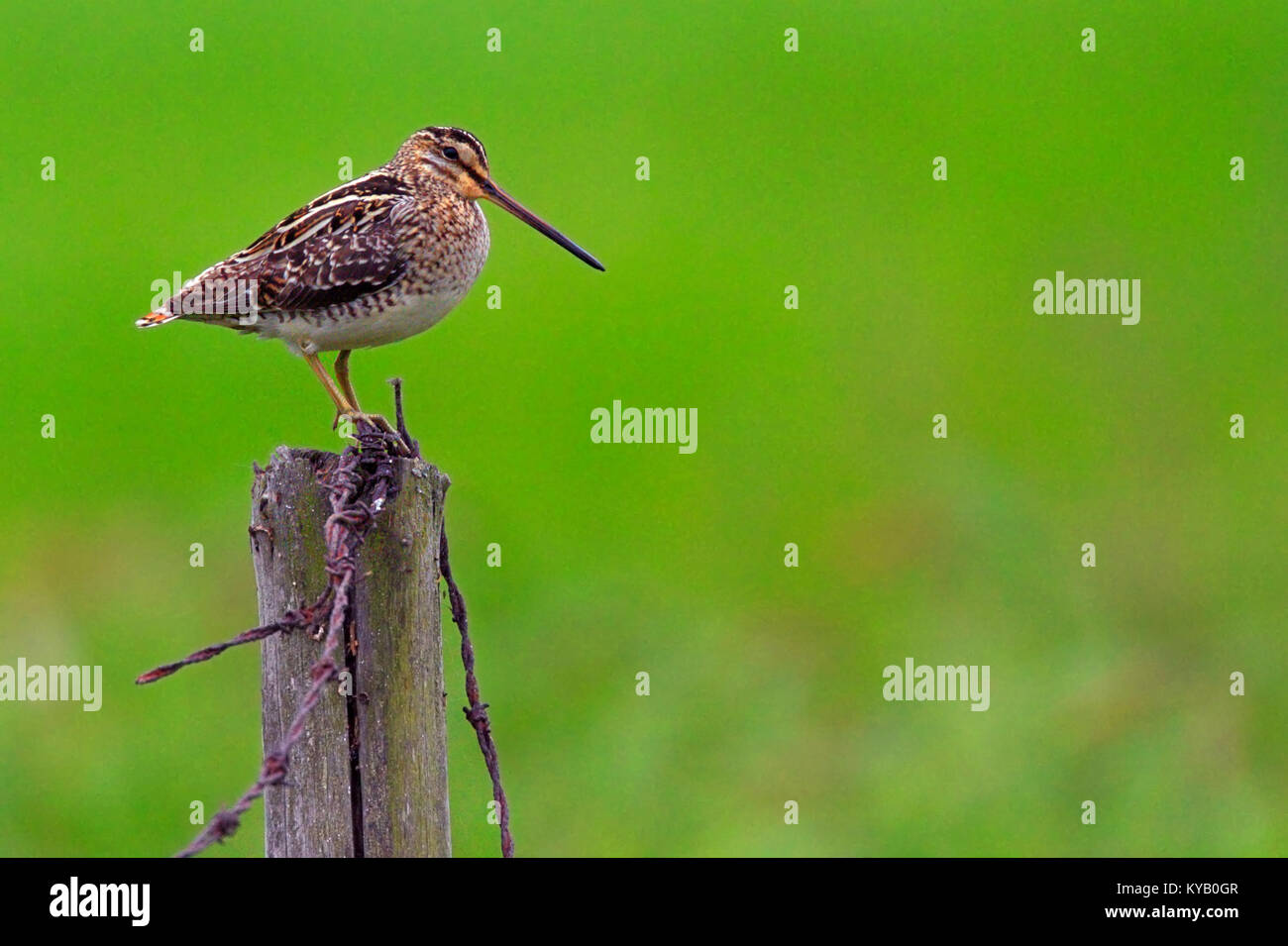 Single Common Snipe bird on a wooden fence stick during a spring ...
