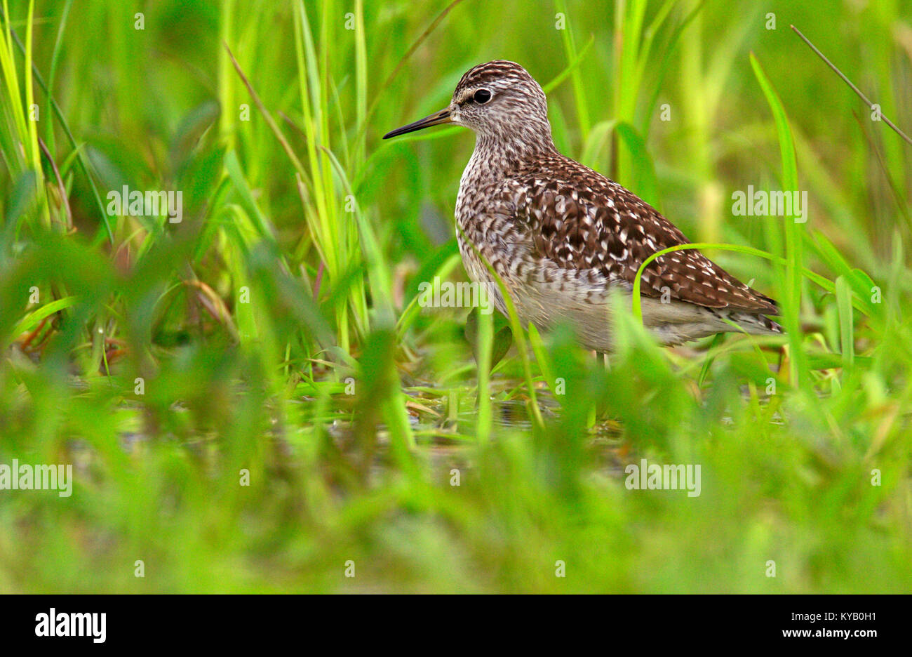 Single Wood sandpiper bird on grassy wetlands during a spring nesting ...