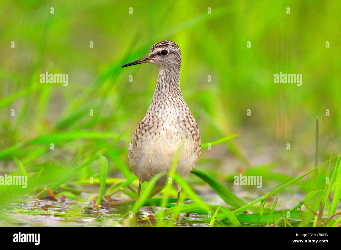 Single Wood sandpiper bird on grassy wetlands during a spring nesting ...