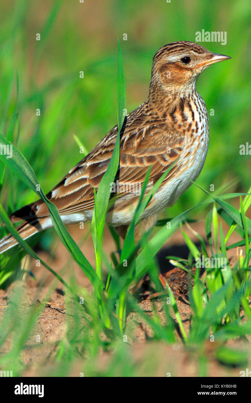 Skylark Bird High Resolution Stock Photography and Images - Alamy