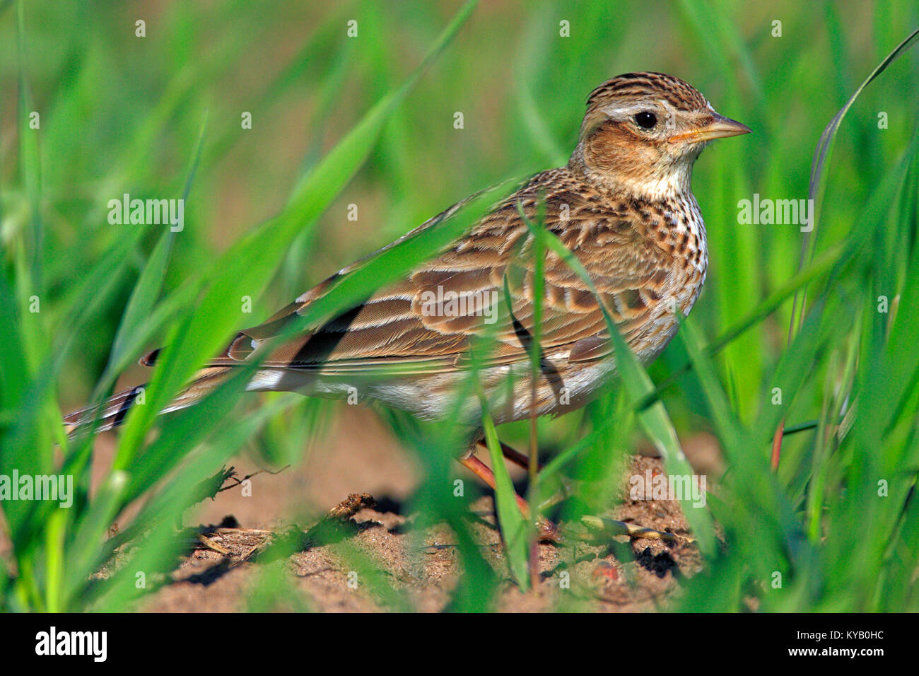 Skylark bird hi-res stock photography and images - Alamy