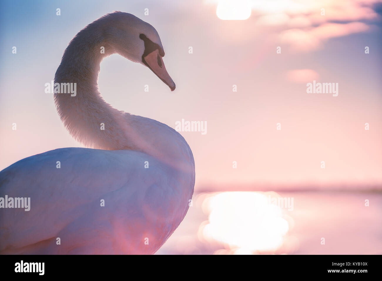 White swan against colorful cloudscape, beautiful sunrise shot Stock Photo - Alamy