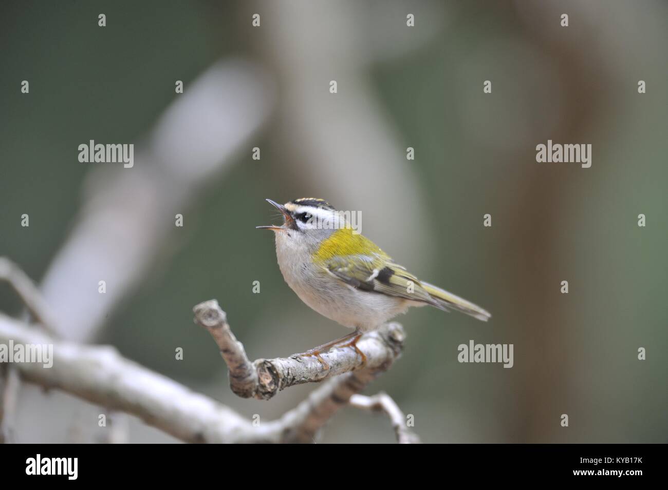 Singing display hi-res stock photography and images - Alamy