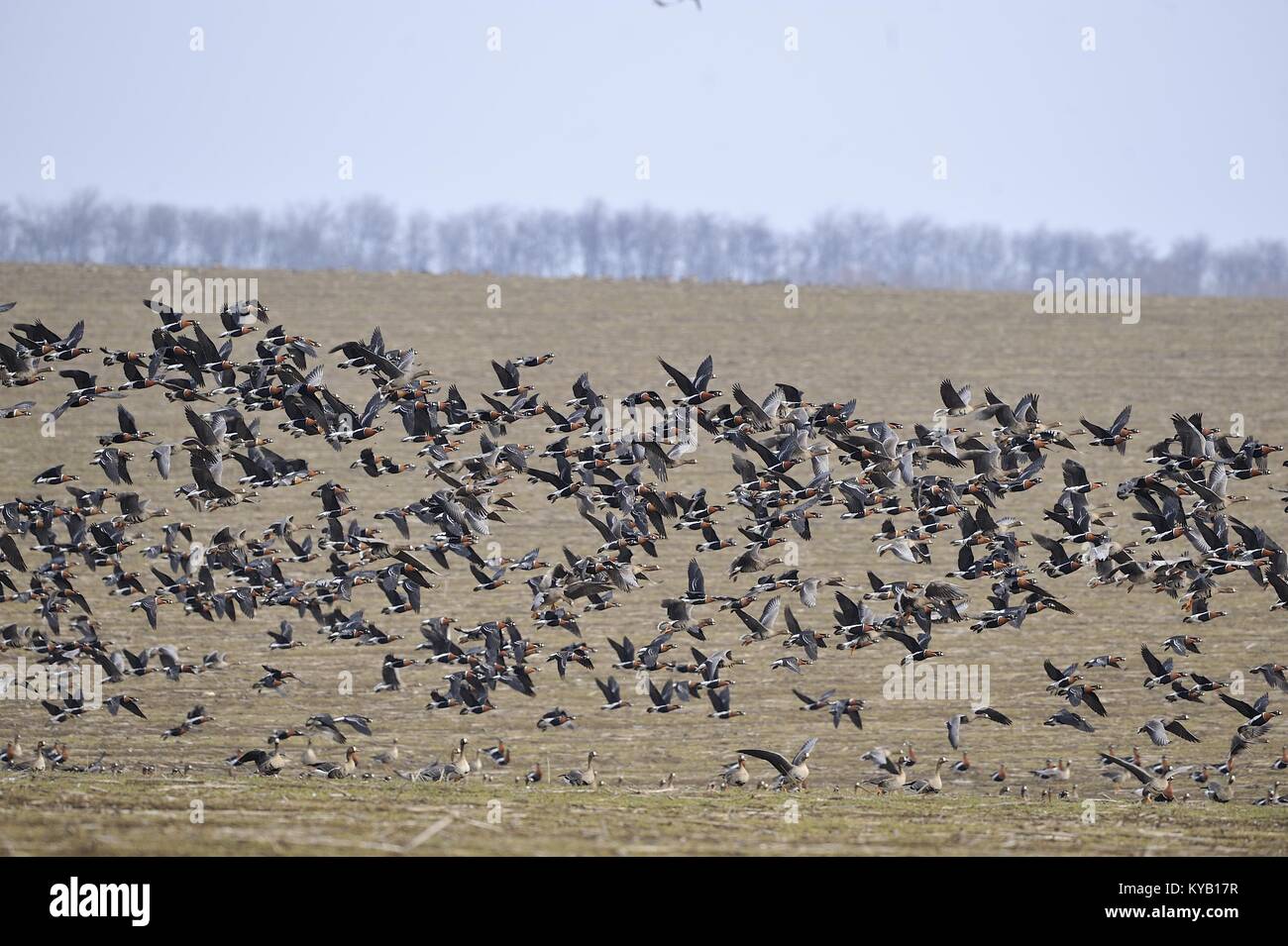 Red-breasted goose (Branta ruficollis - Anser Ruficollis) wintering in ...
