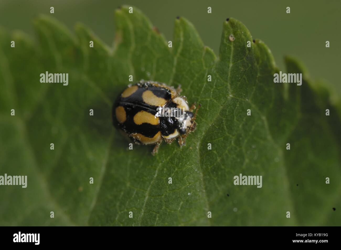 14 Spot Ladybird Propylea 14 High Resolution Stock Photography and ...