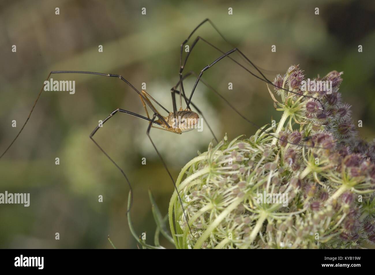 Adult harvestman hi-res stock photography and images - Alamy