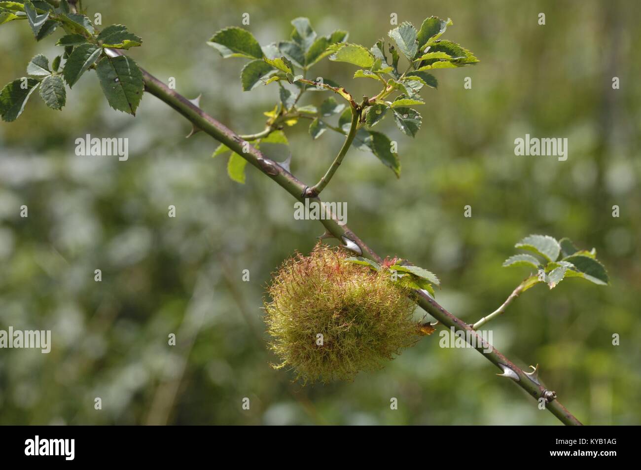 Rose bedeguar gall - Robin's pincushion gall (Diplolepis rosae) mature ...