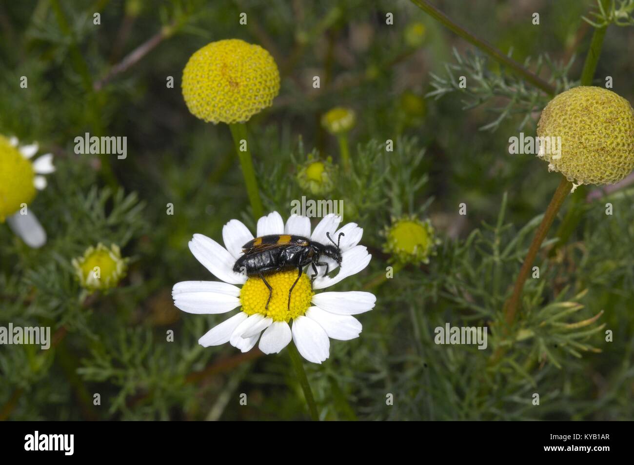 Variable Oil Beetle - Blister Beetle - Yellow Meloid Beetle (Mylabris ...