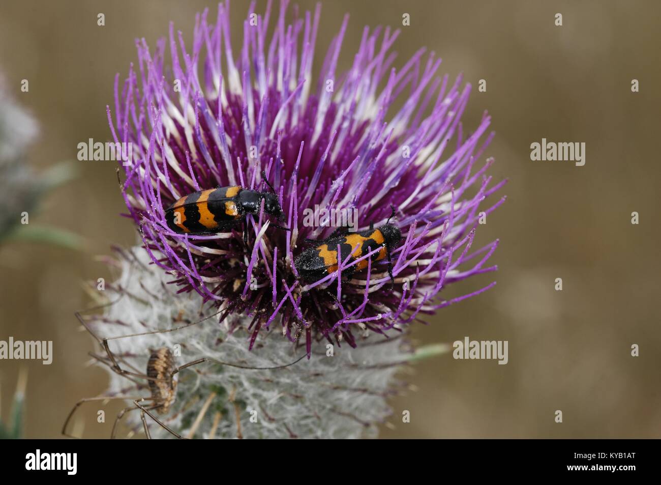 Variable Oil Beetle - Blister Beetle - Yellow Meloid Beetle (Mylabris ...