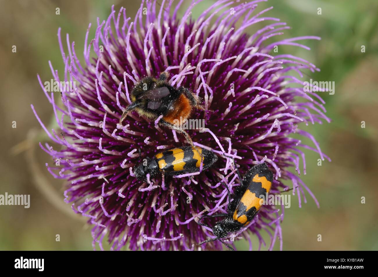 Variable Oil Beetle - Blister Beetle - Yellow Meloid Beetle (Mylabris ...