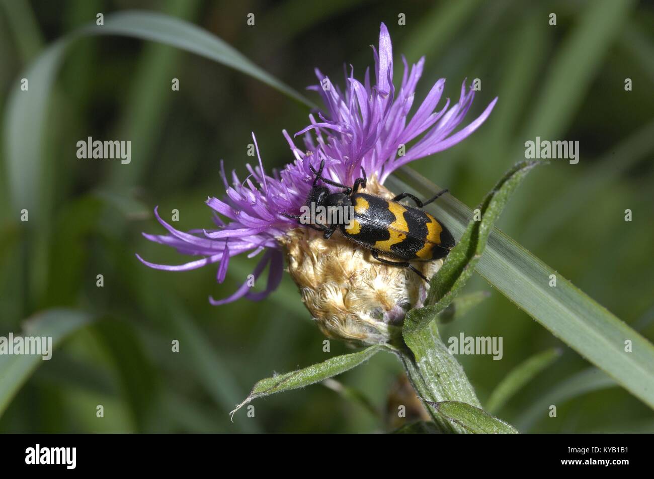 Variable Oil Beetle - Blister Beetle - Yellow Meloid Beetle (Mylabris ...