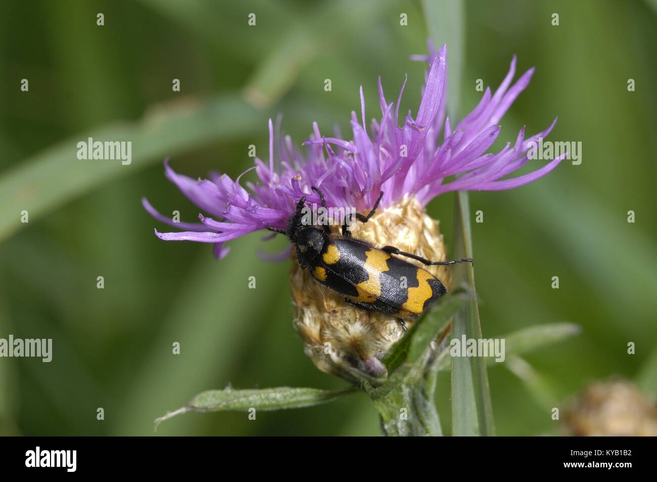 Variable Oil Beetle - Blister Beetle - Yellow Meloid Beetle (Mylabris ...