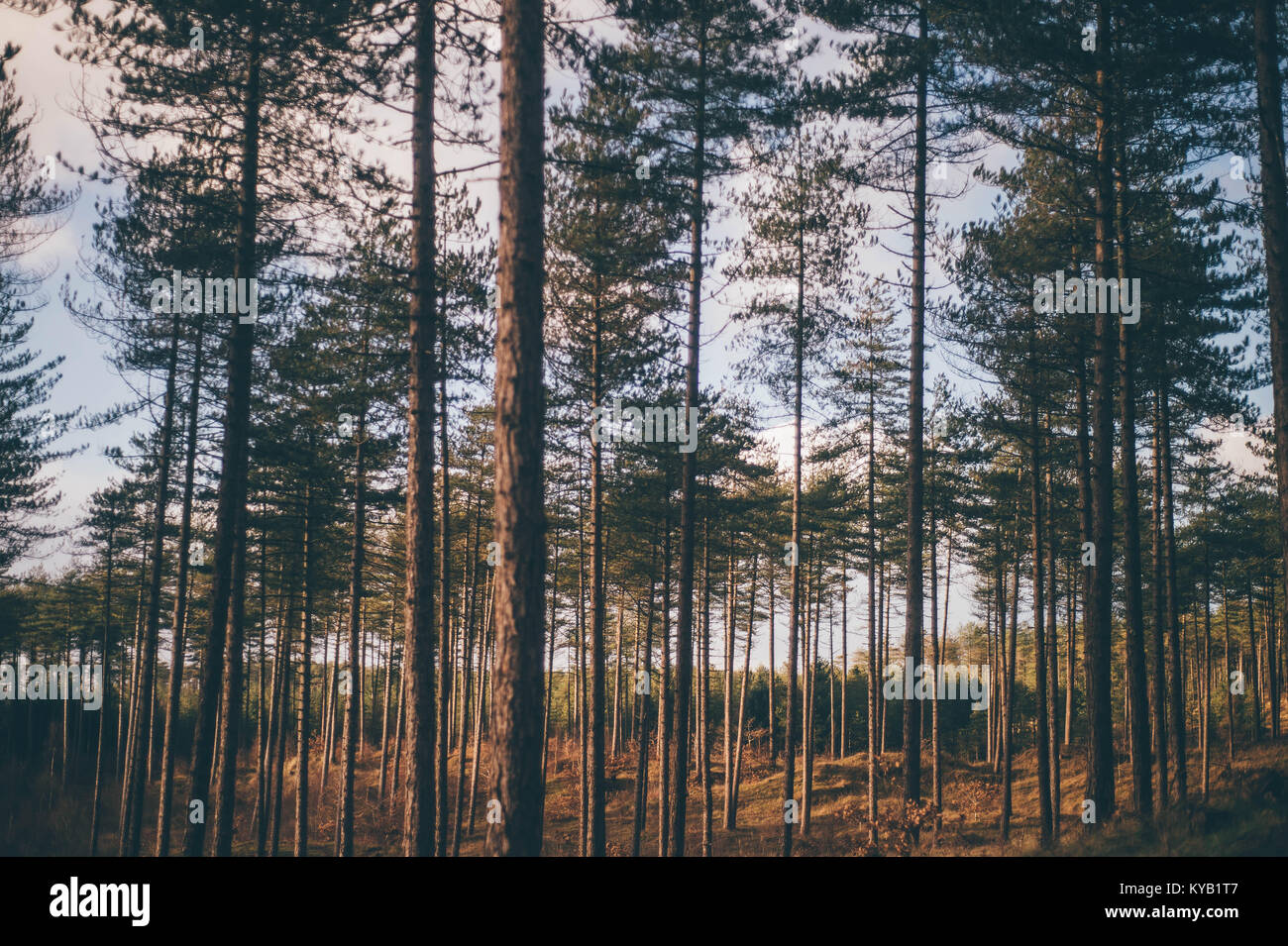Sunday 14 January 2018 Pictured: Straight vertical pine trees woodland ...