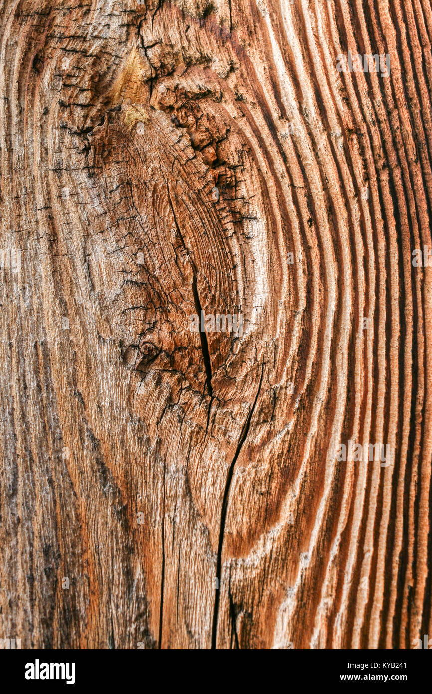 Weathered log with cracks, deep facture lines and oval knot Stock Photo ...