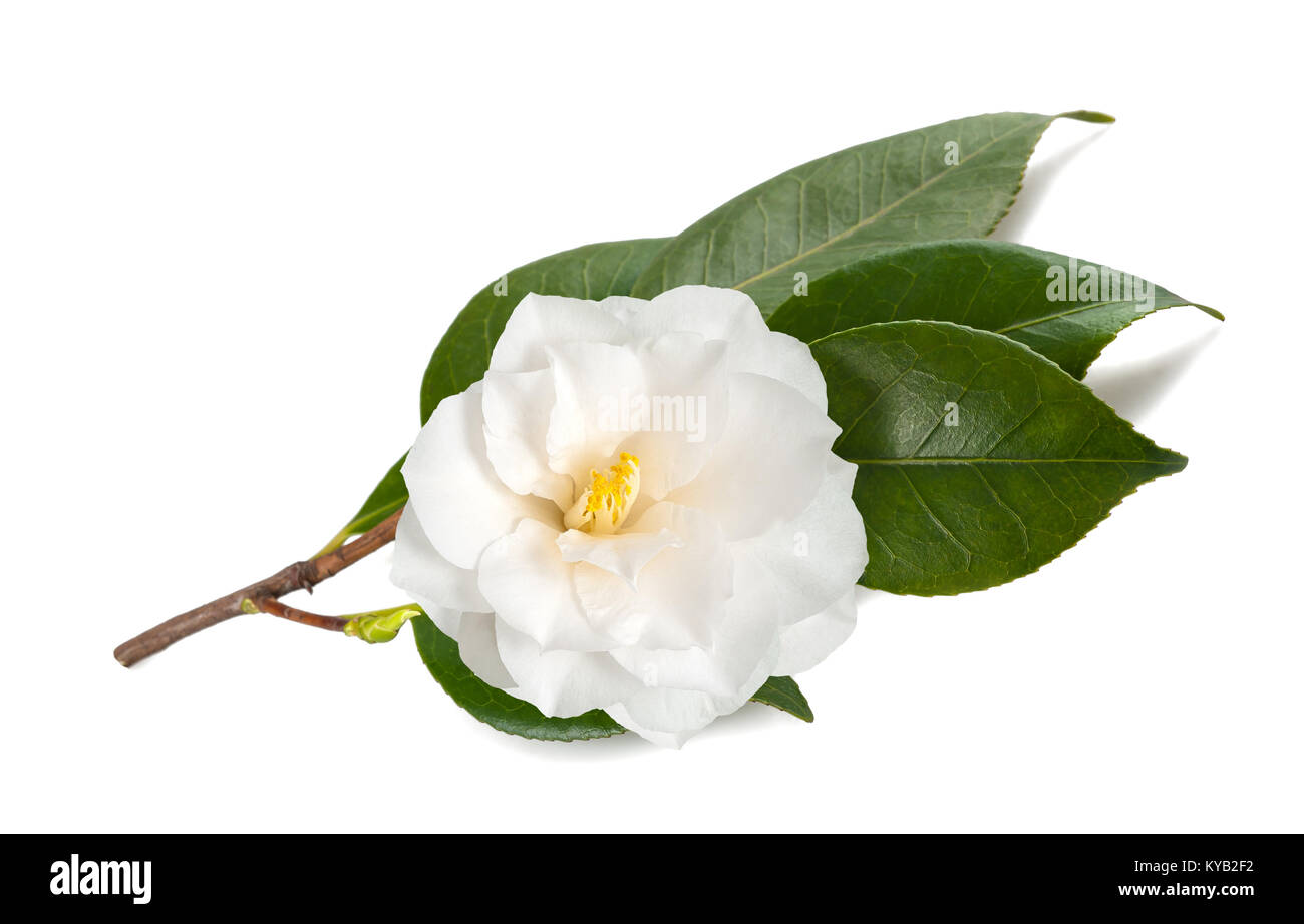 White camellia plant hi-res stock photography and images - Alamy