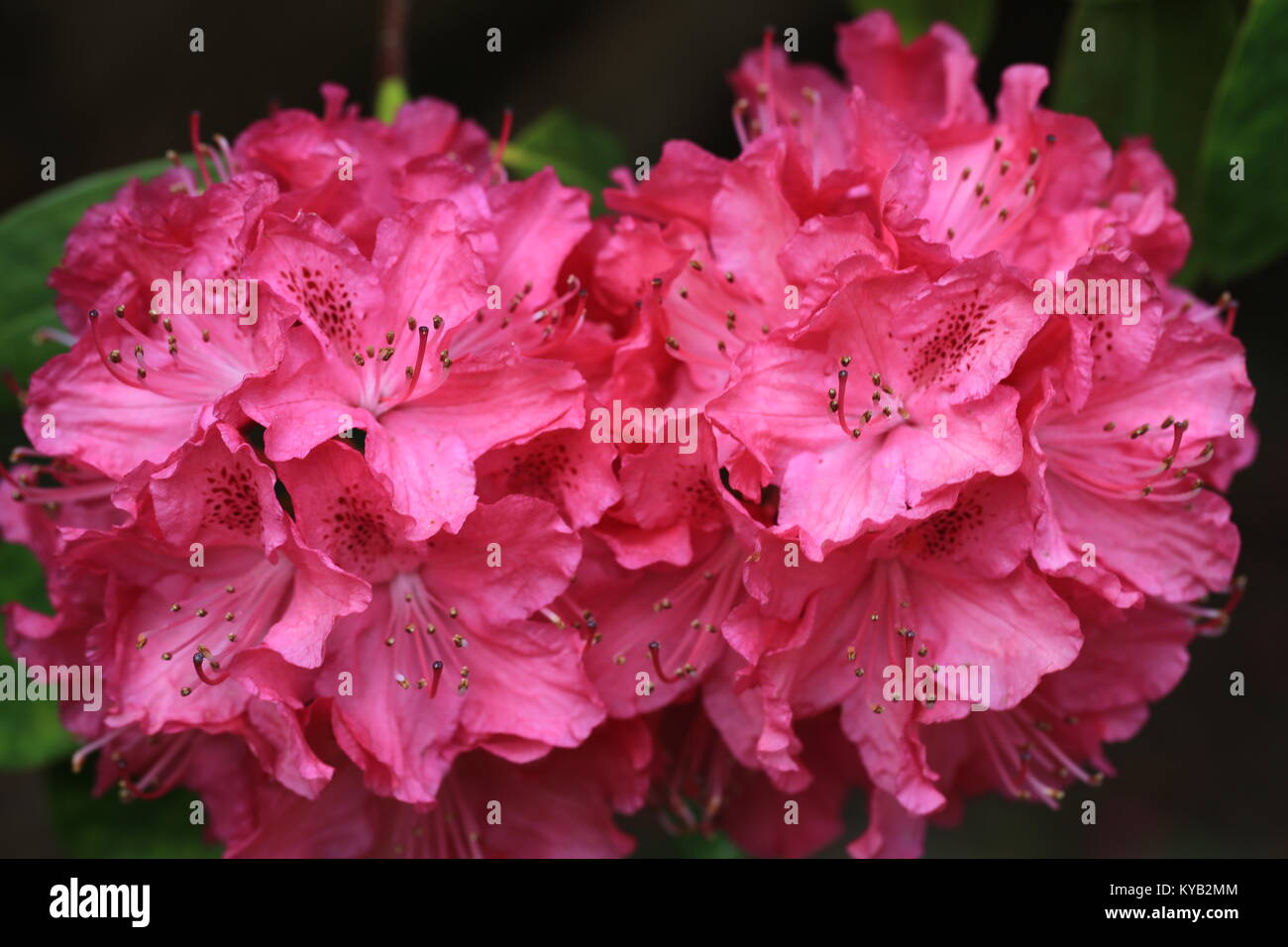 red rhododendron flower heads, muckross gardens, killarney, county ...