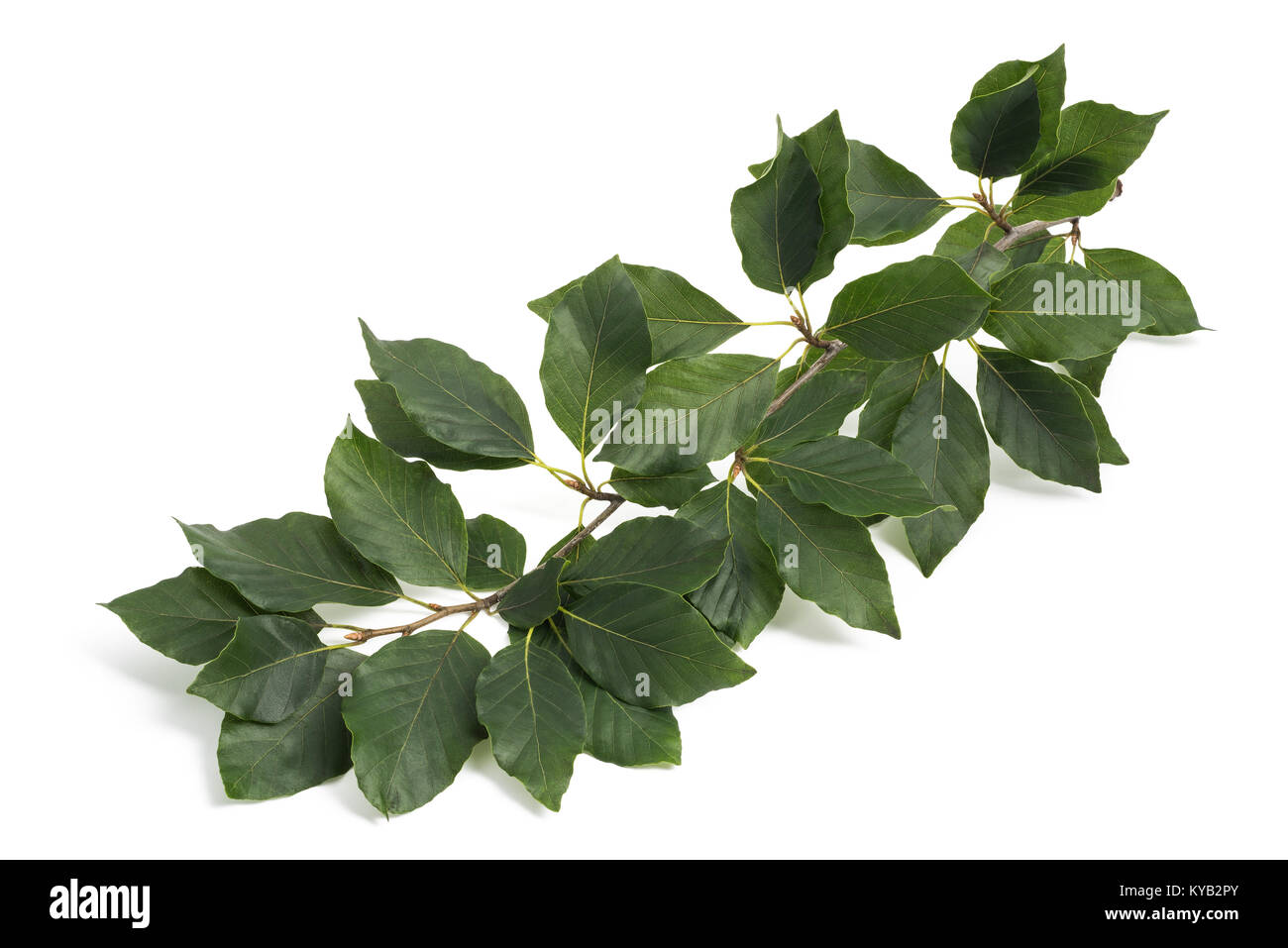 Branch beech tree leaves Cut Out Stock Images & Pictures - Alamy