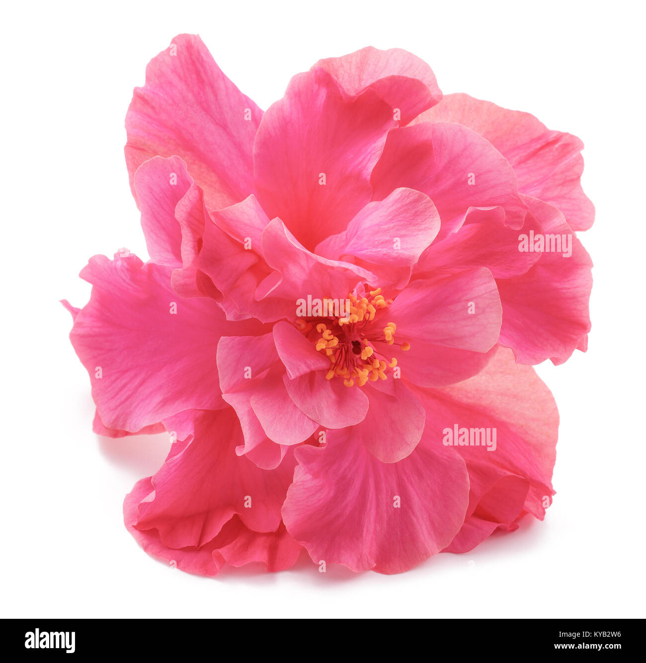 Pink Hibiscus rosa sinensis double isolated on white Stock Photo - Alamy