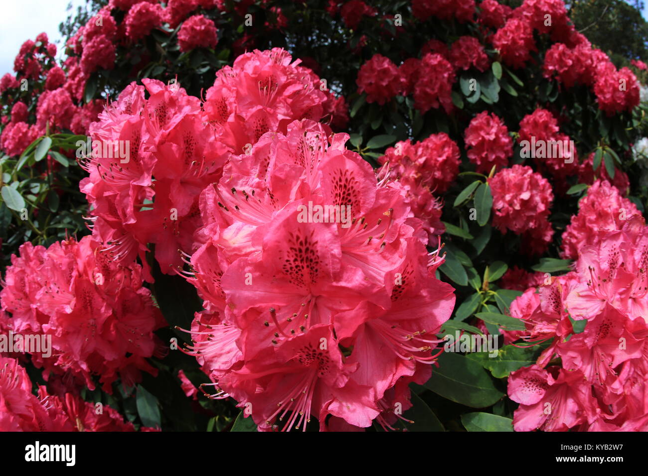 red rhododendrons flower heads muckross gardens, killarney, county ...