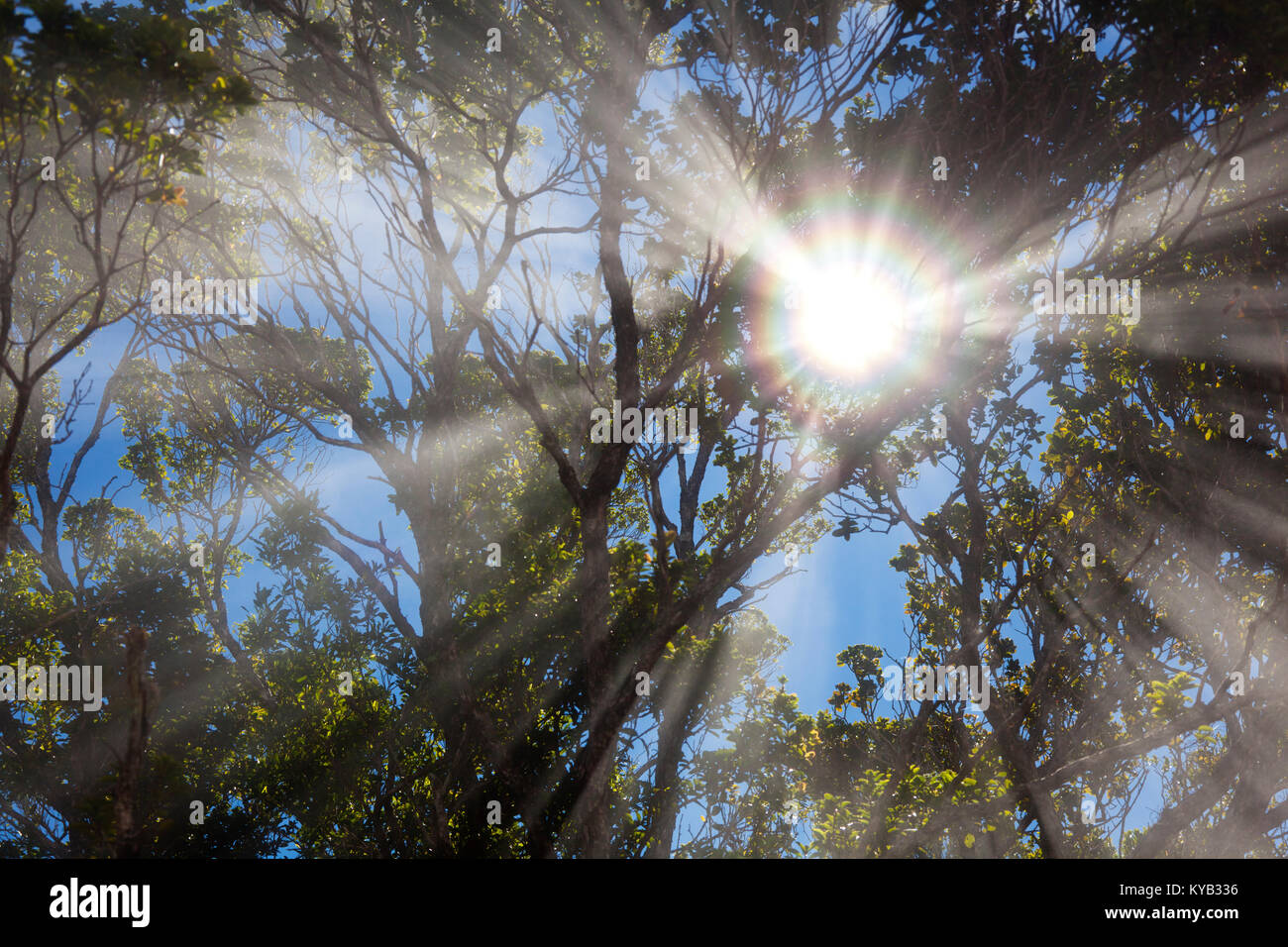 Sun shining through rainforest hi-res stock photography and images - Alamy