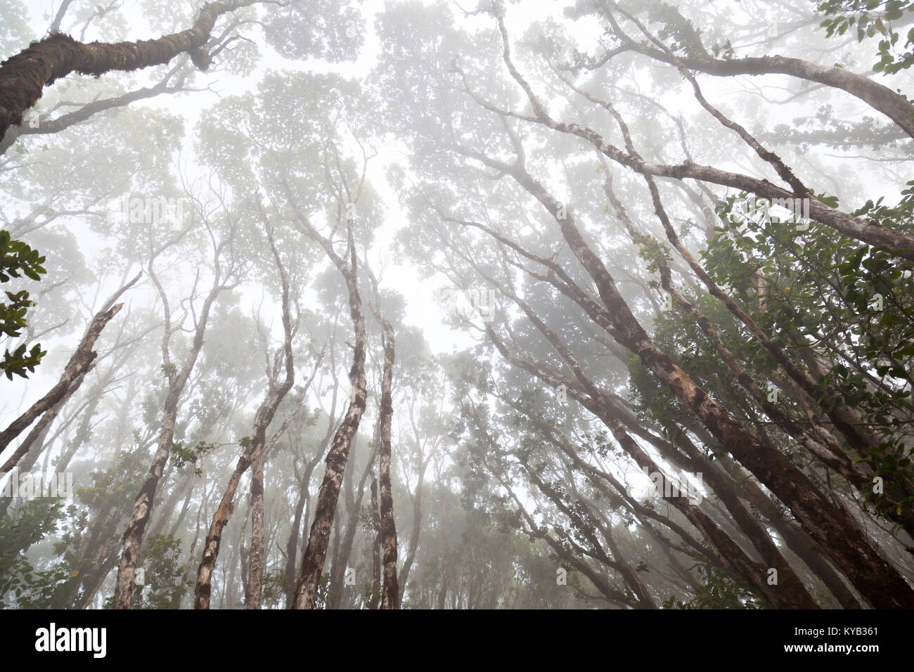 Tropical rainforest wrapped in fog and clouds. Taken at Pihea Trail in ...