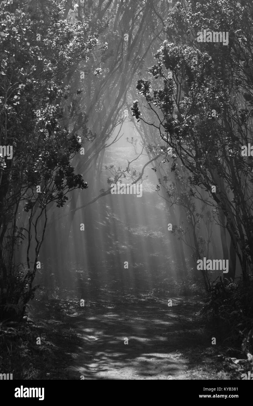 Sun shining in woods Black and White Stock Photos & Images - Alamy