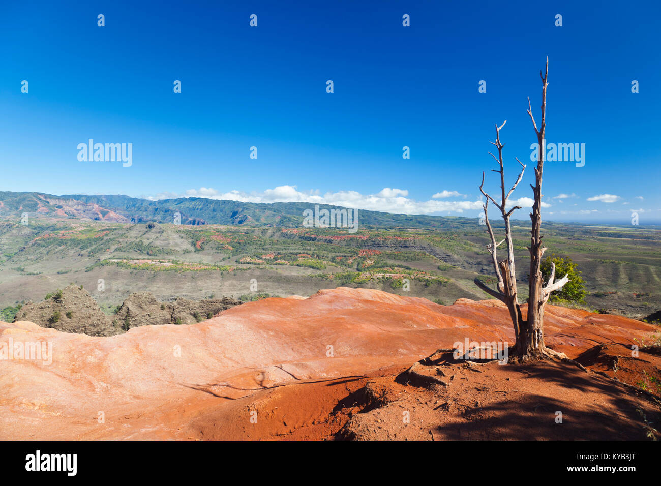 Waimea Canyon seen from an observation point with a dead tree as ...
