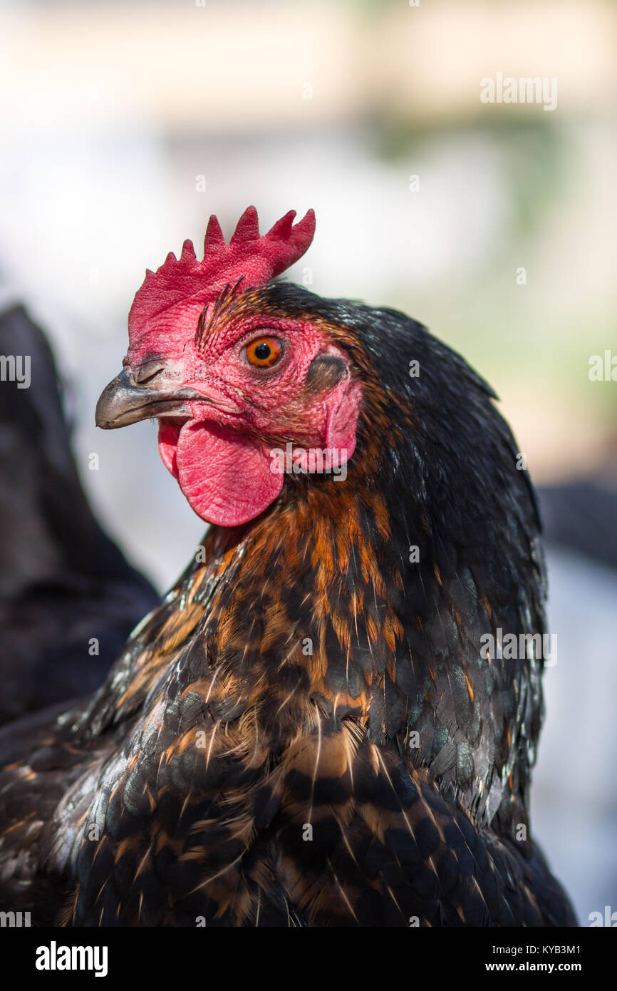 Happy free range chicken hen Stock Photo - Alamy