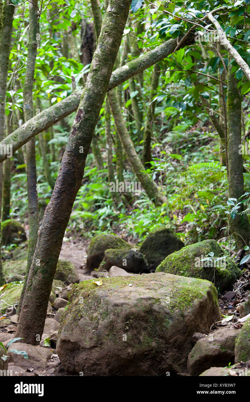 Rainforest footpath hi-res stock photography and images - Alamy