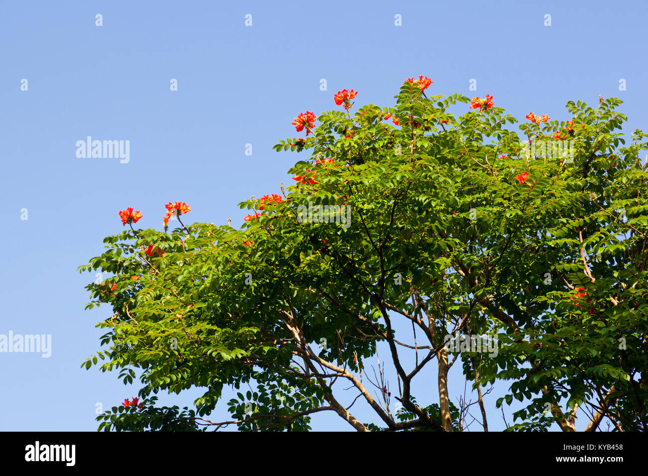African tulip tree hi-res stock photography and images - Alamy
