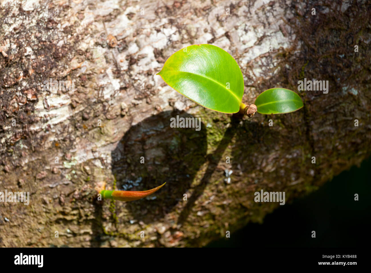 A juicy green leaf growing on a tree trunk in Maui, Hawaii Stock Photo ...