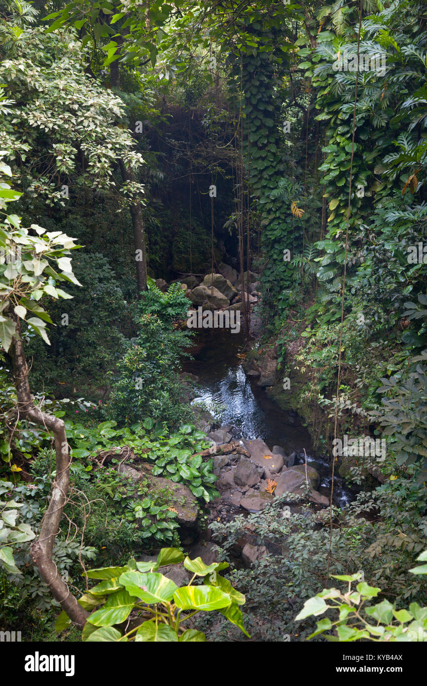 A little pool and river in the rainforests of Maui, Hawaii Stock Photo ...