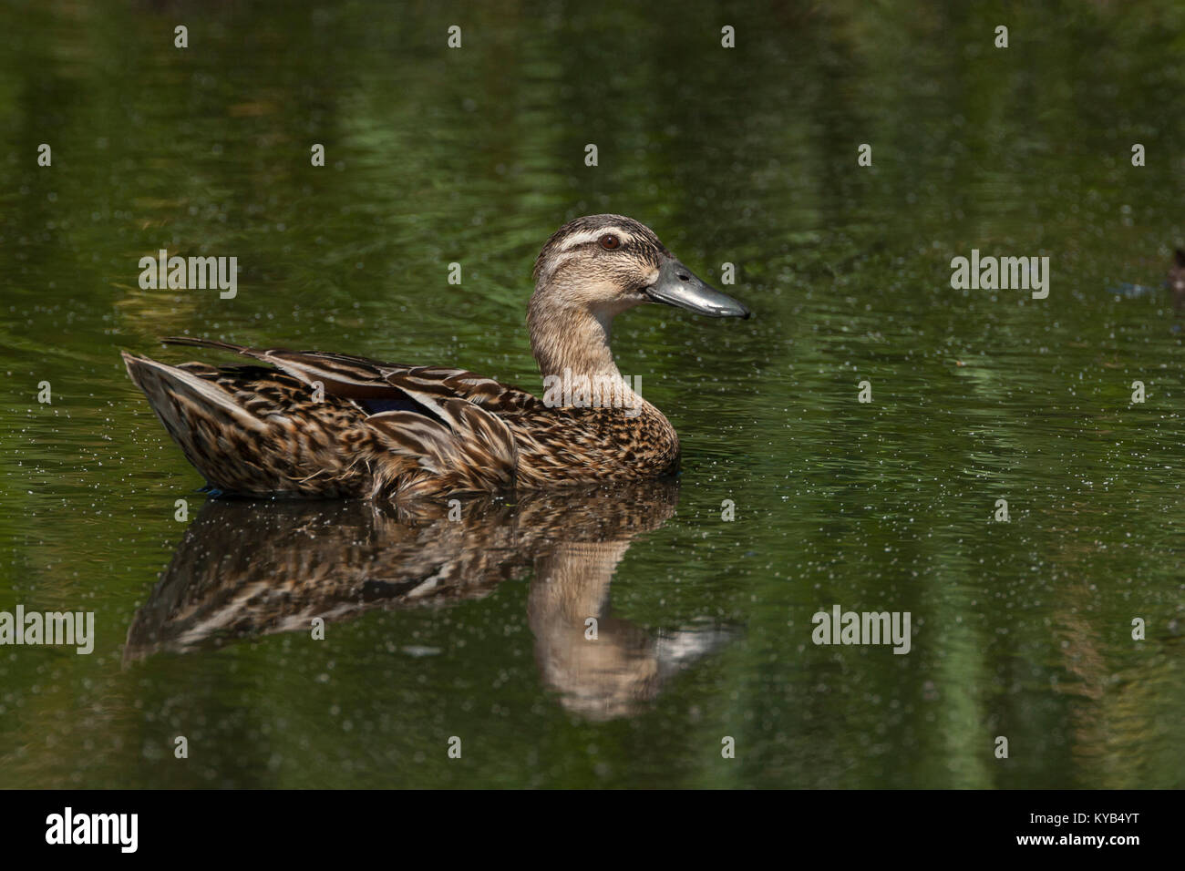 Mallard (Anas platyrhynchos), female Stock Photo - Alamy