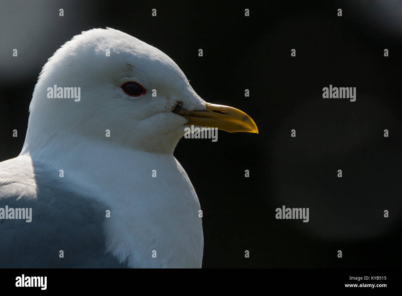 Head of Mew Gull, (Larus canus Stock Photo - Alamy