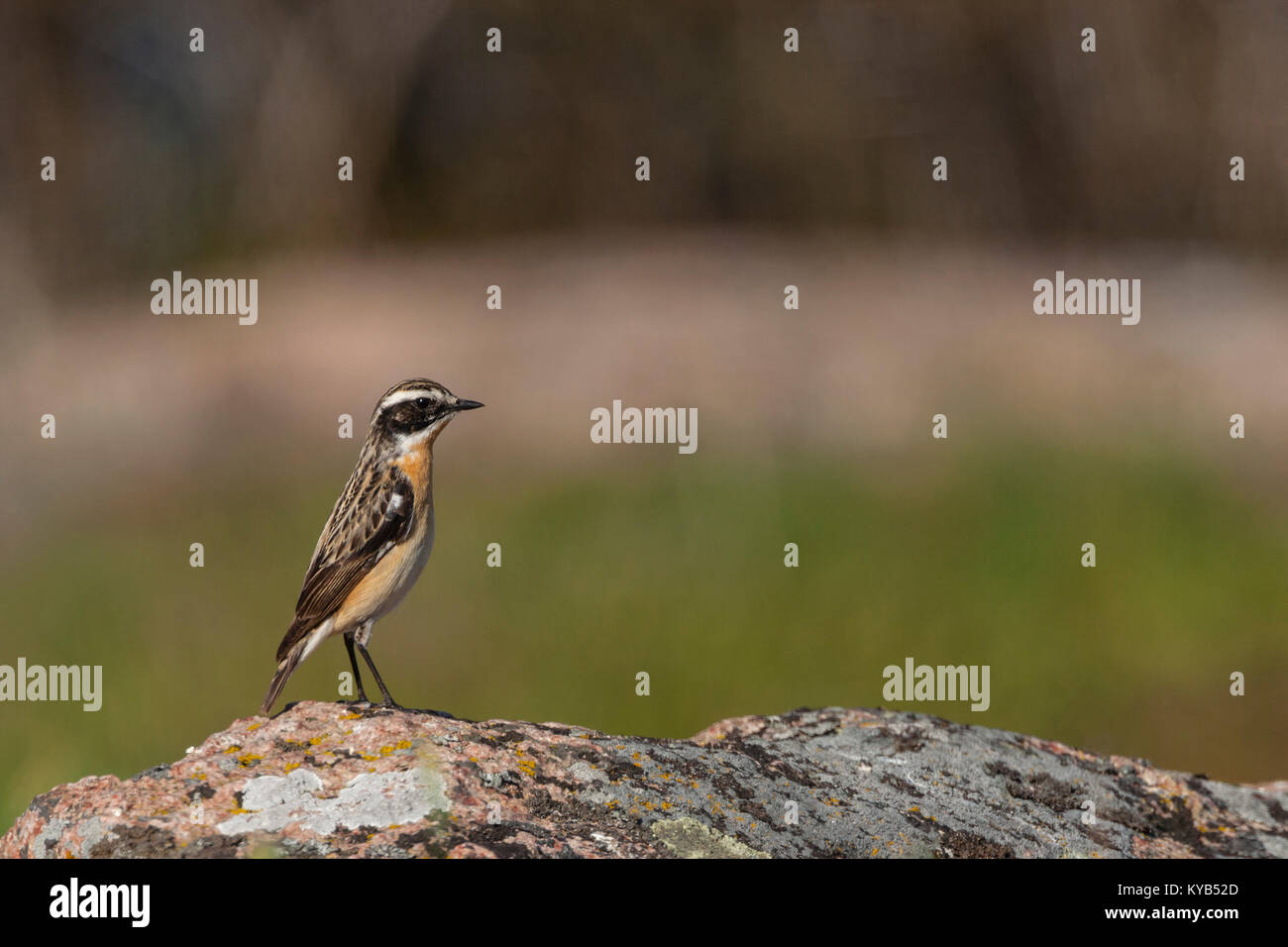 Saxicola whinchat hi-res stock photography and images - Alamy